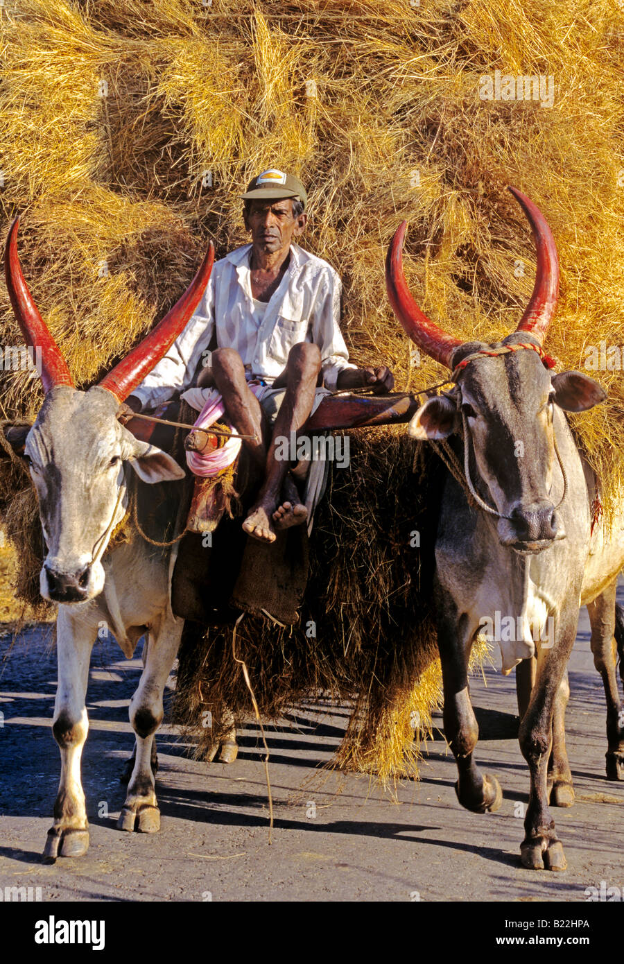Cow cart hi-res stock photography and images - Alamy