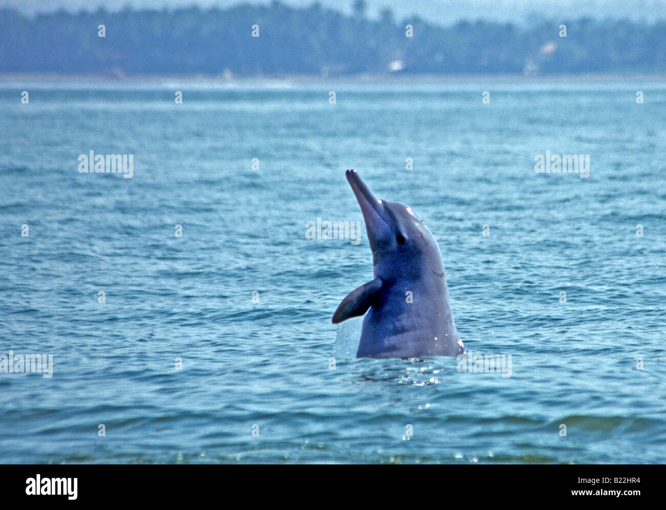 0970 Dolphin watching Goa State India Stock Photo - Alamy