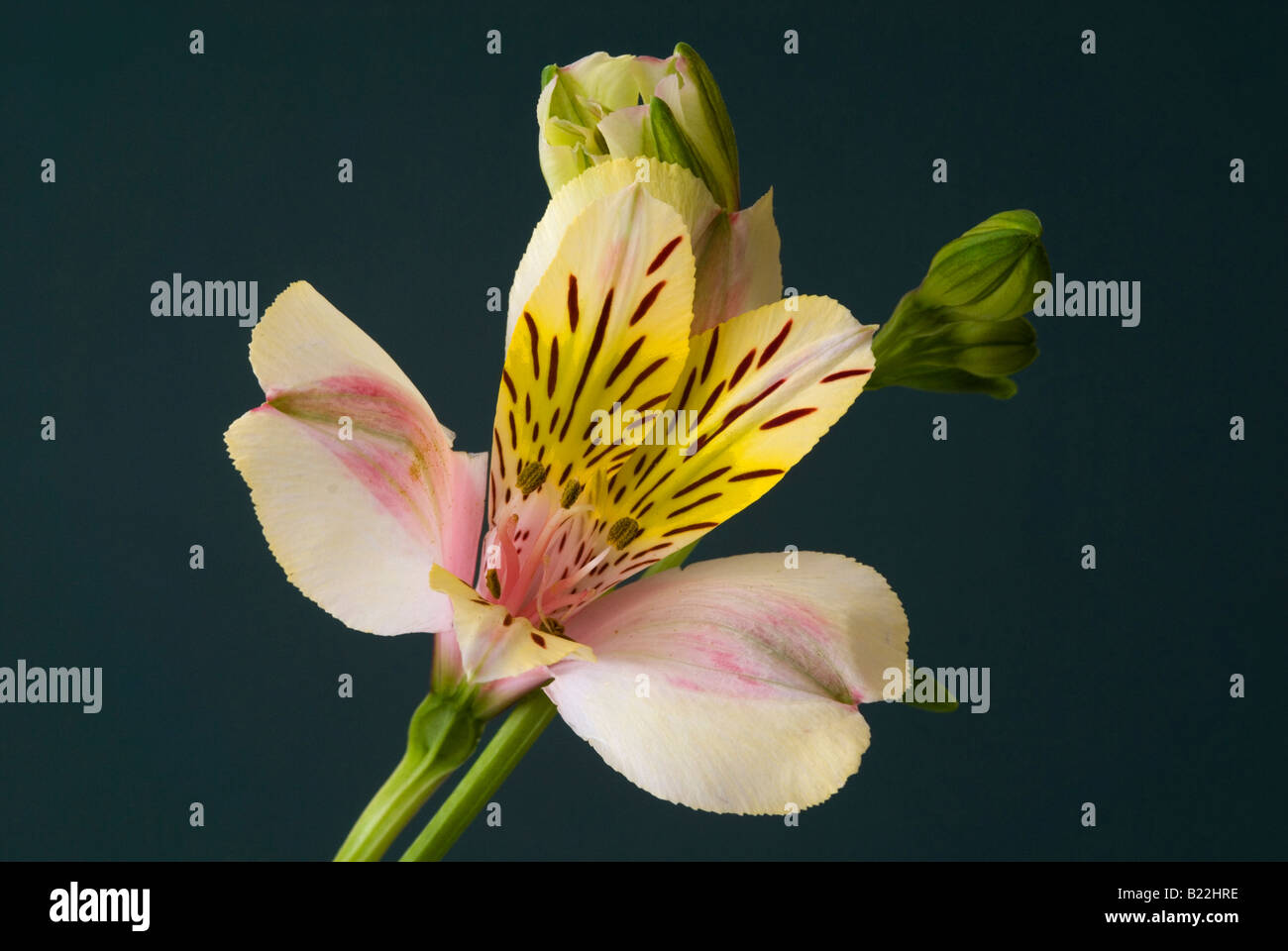 Peruvian Lily close up Stock Photo - Alamy
