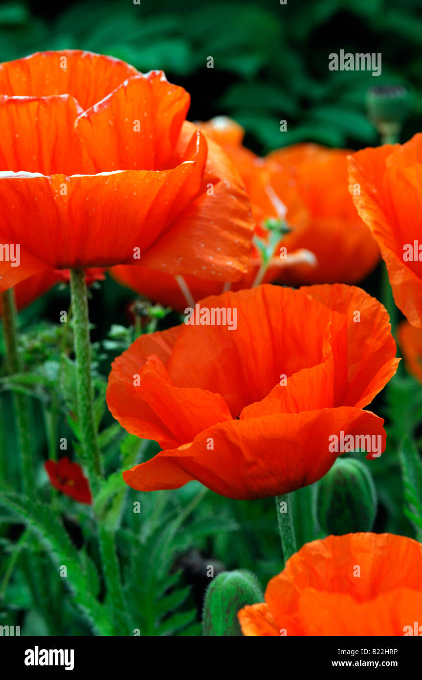 Closeup close up macro photo of an orange Oriental Poppy flower Papaver ...