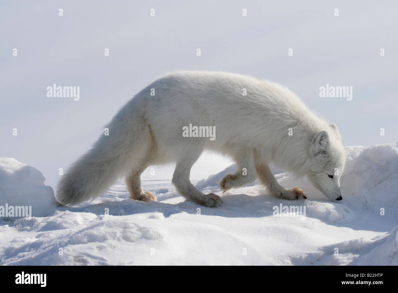 Arctic fox at sunny day. Arctic, Kolguev Island, Russia Stock Photo - Alamy