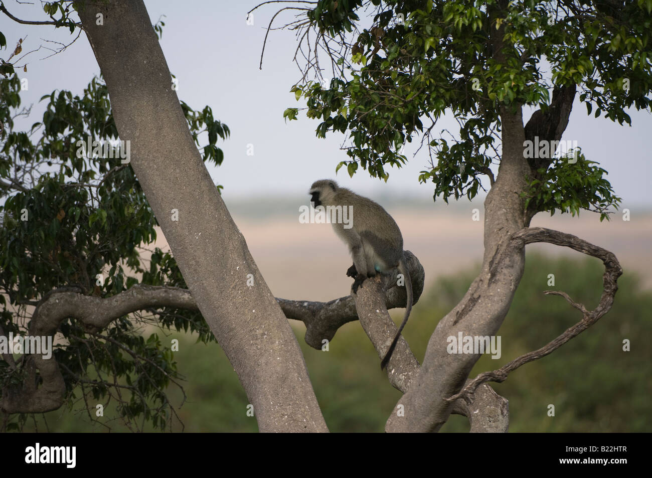 Savannah Monkey High Resolution Stock Photography and Images - Alamy