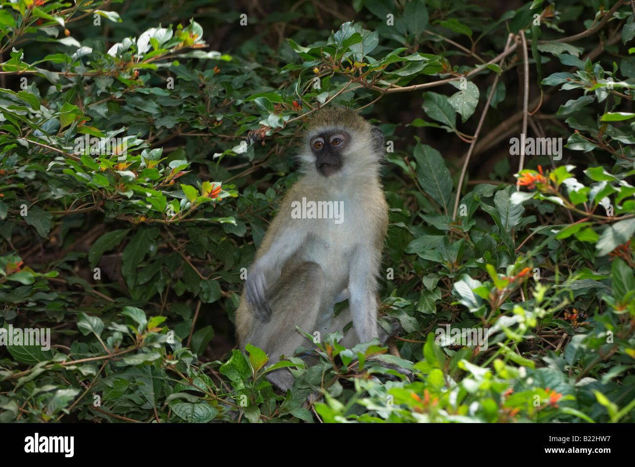 Savannah Monkey High Resolution Stock Photography and Images - Alamy