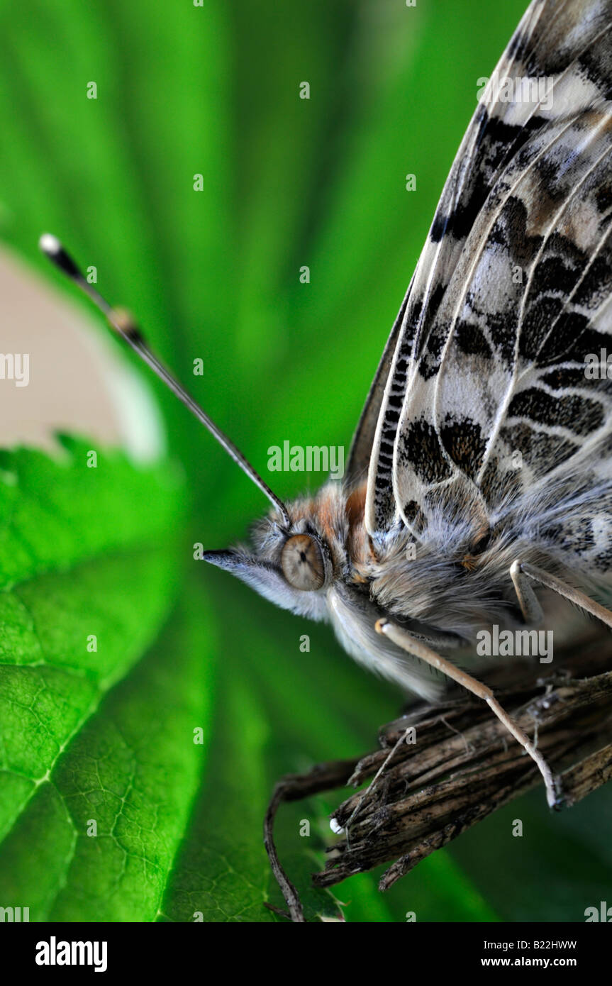 Hatching butterfly lifecycle hi-res stock photography and images - Alamy