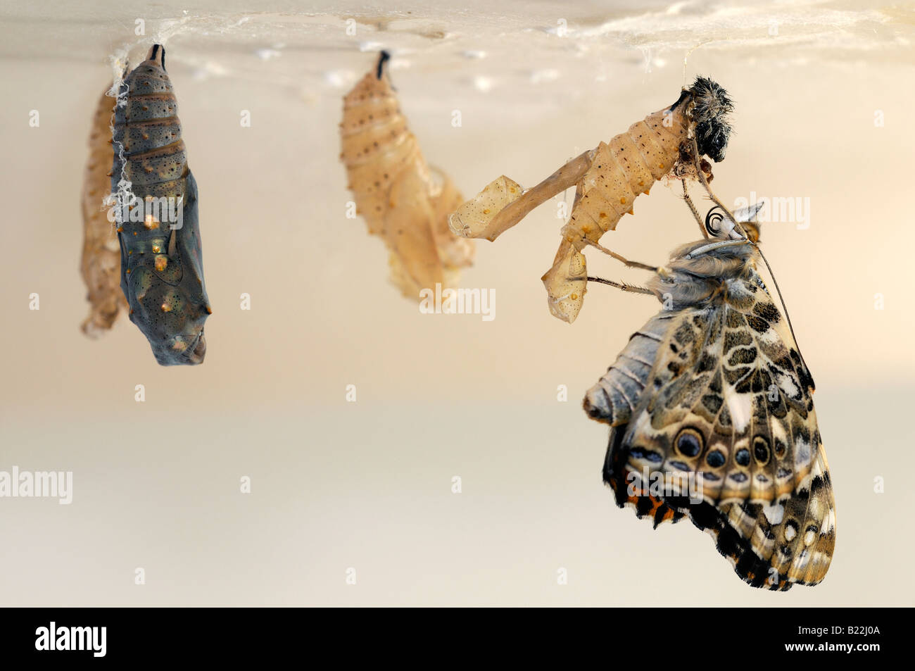 Hatching butterfly lifecycle hi-res stock photography and images - Alamy