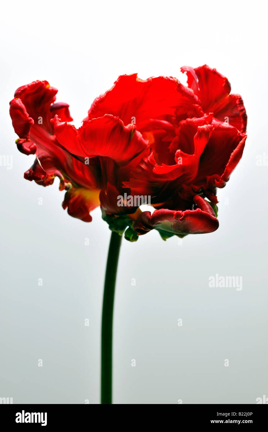 Bright vibrant red single parrot tulip tulipa flower isolated against a ...