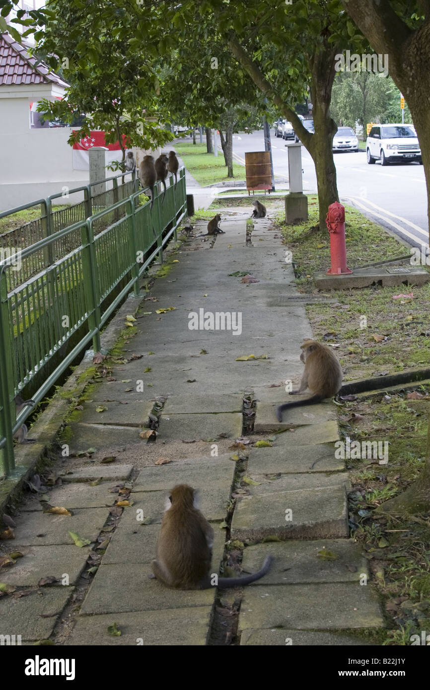 monkeys in singapore Stock Photo - Alamy