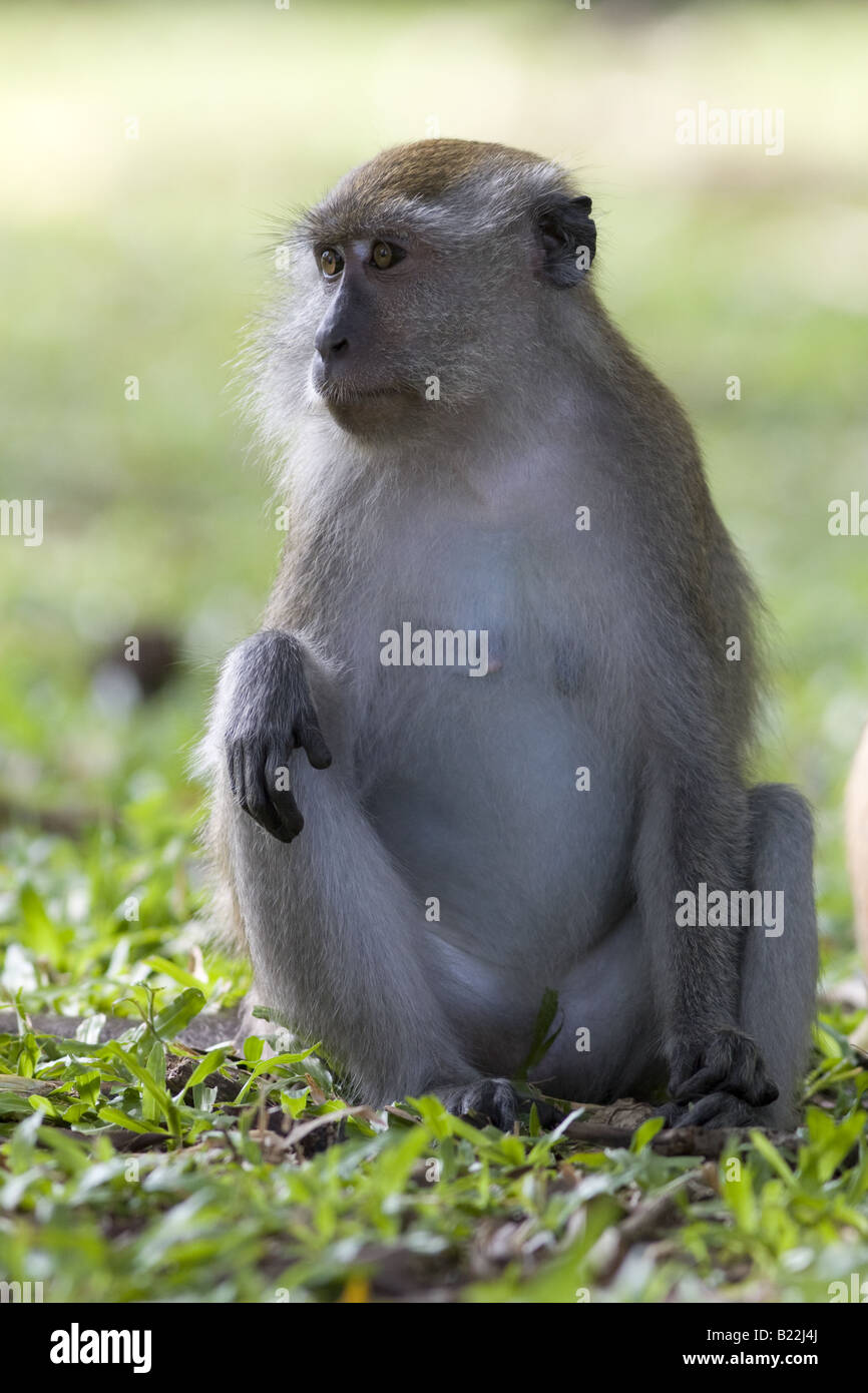 macaque monkey sitting Stock Photo - Alamy