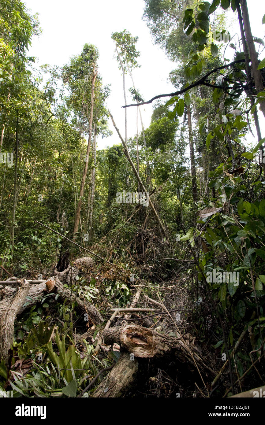 fallen tree in the jungle Stock Photo - Alamy
