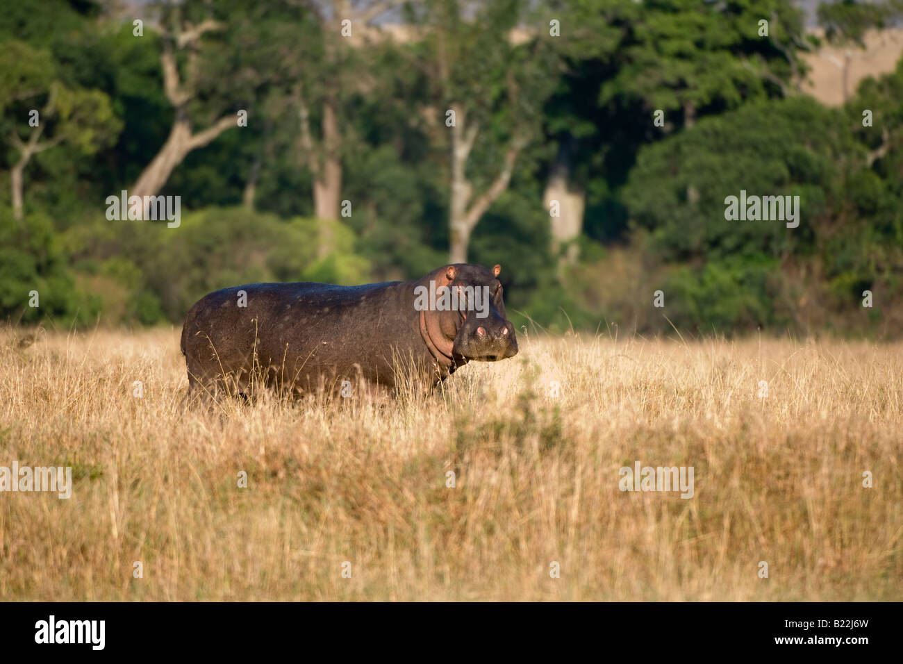 Hippopotamus kenya hi-res stock photography and images - Alamy
