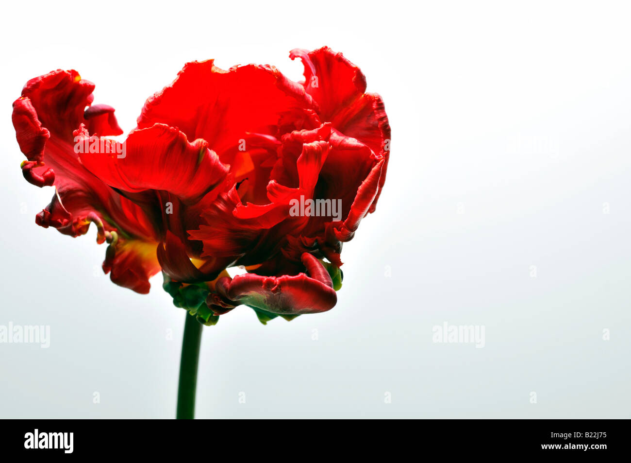 Bright vibrant red single parrot tulip tulipa flower isolated against a ...