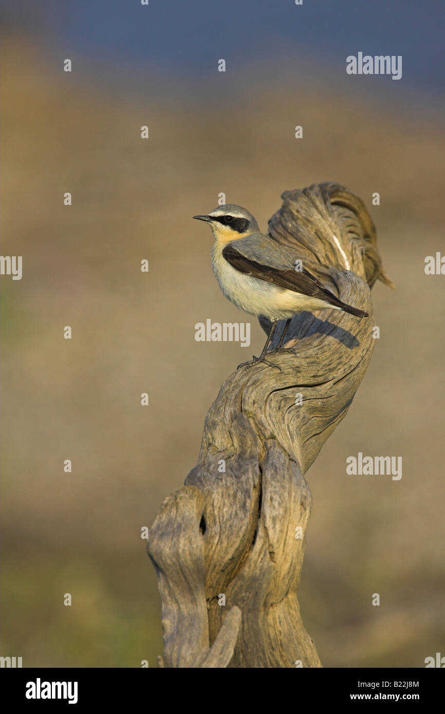 Northern Wheatear Oenanthe oenanthe on migration at coastal site in ...