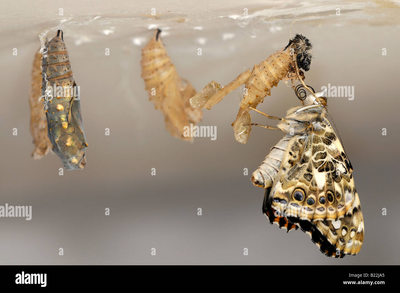Hatching butterfly lifecycle hi-res stock photography and images - Alamy