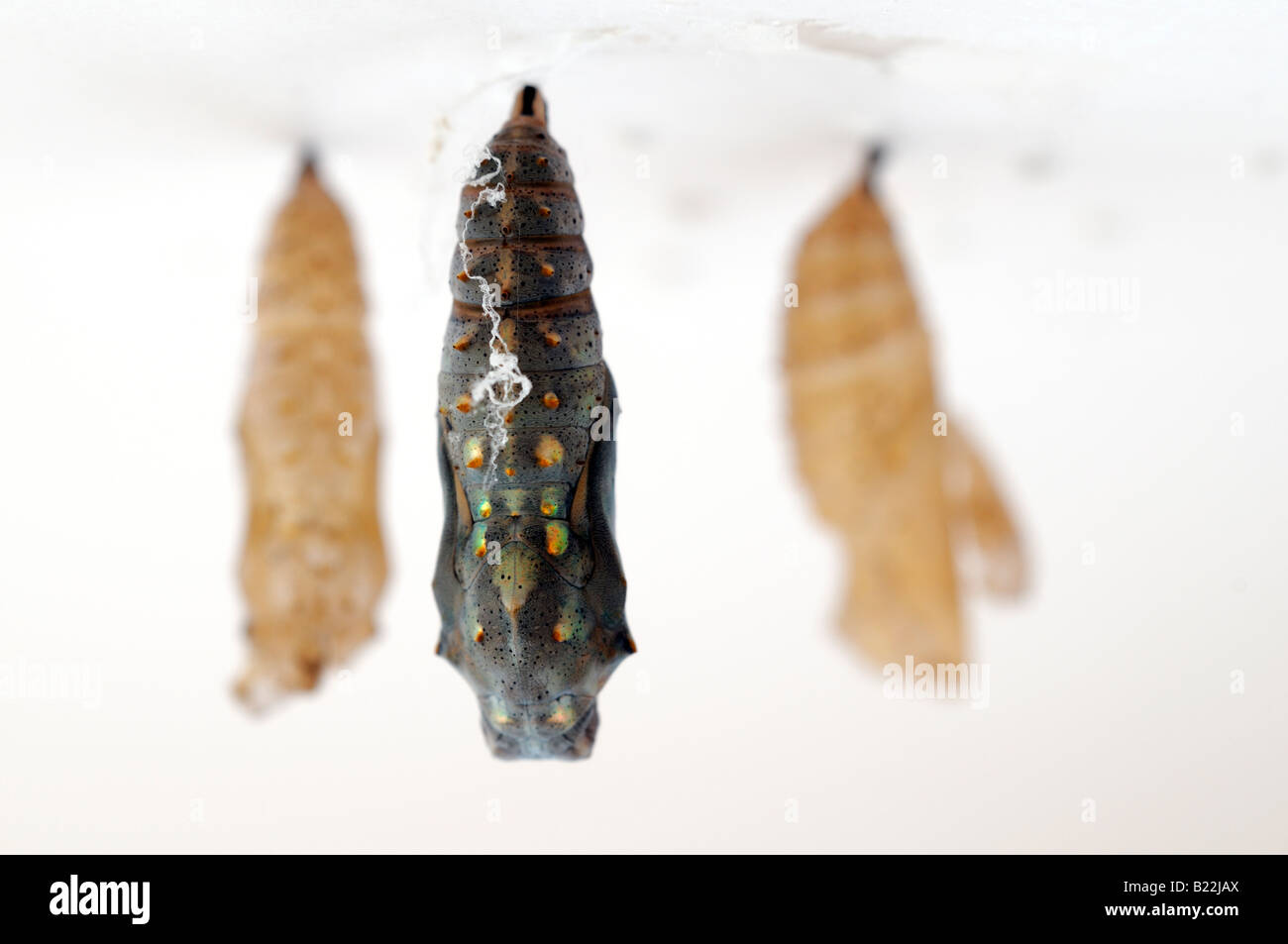 Hatching butterfly lifecycle hi-res stock photography and images - Alamy