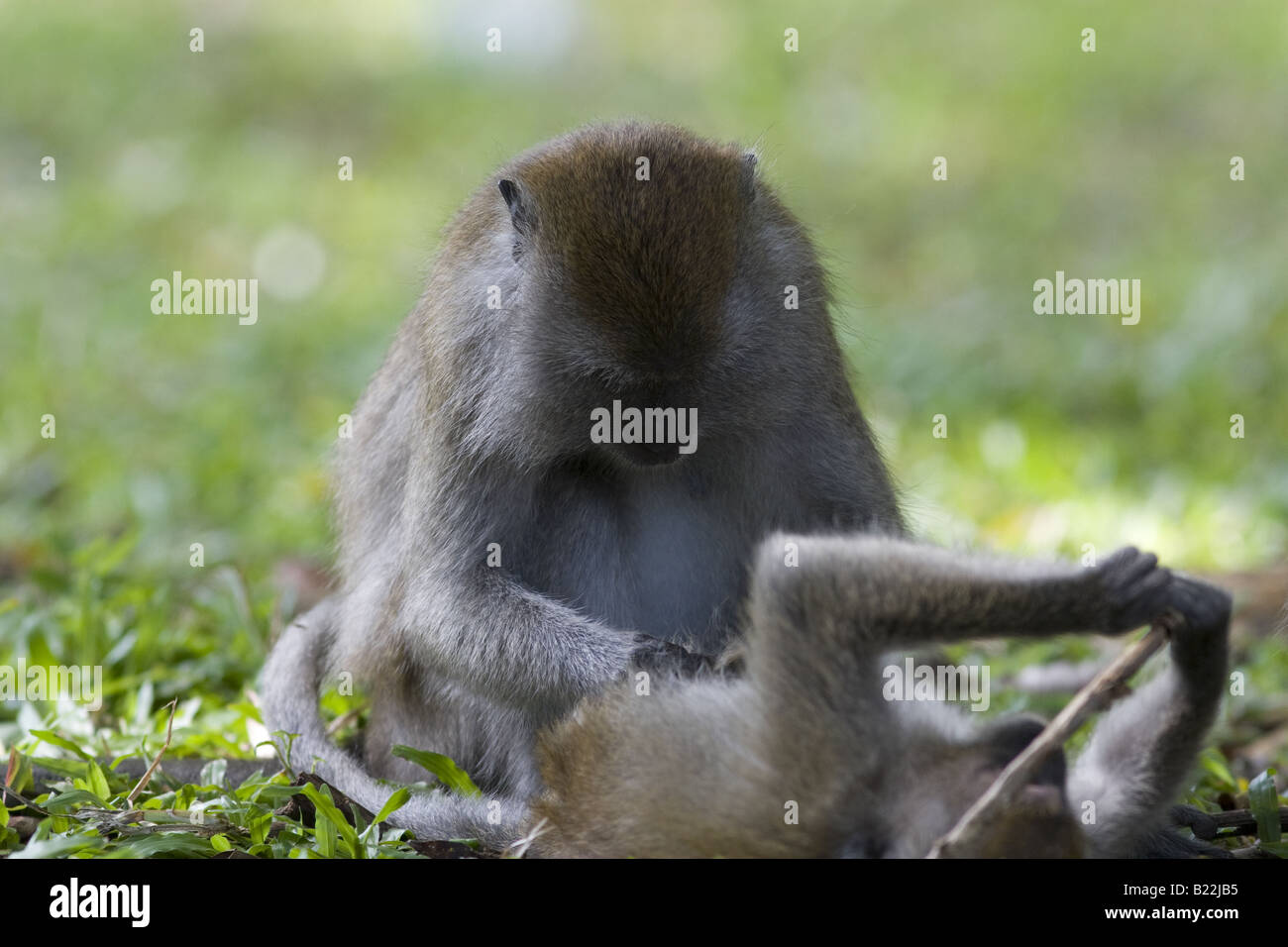 mother and young rhesus macaque monkeys preening Stock Photo - Alamy
