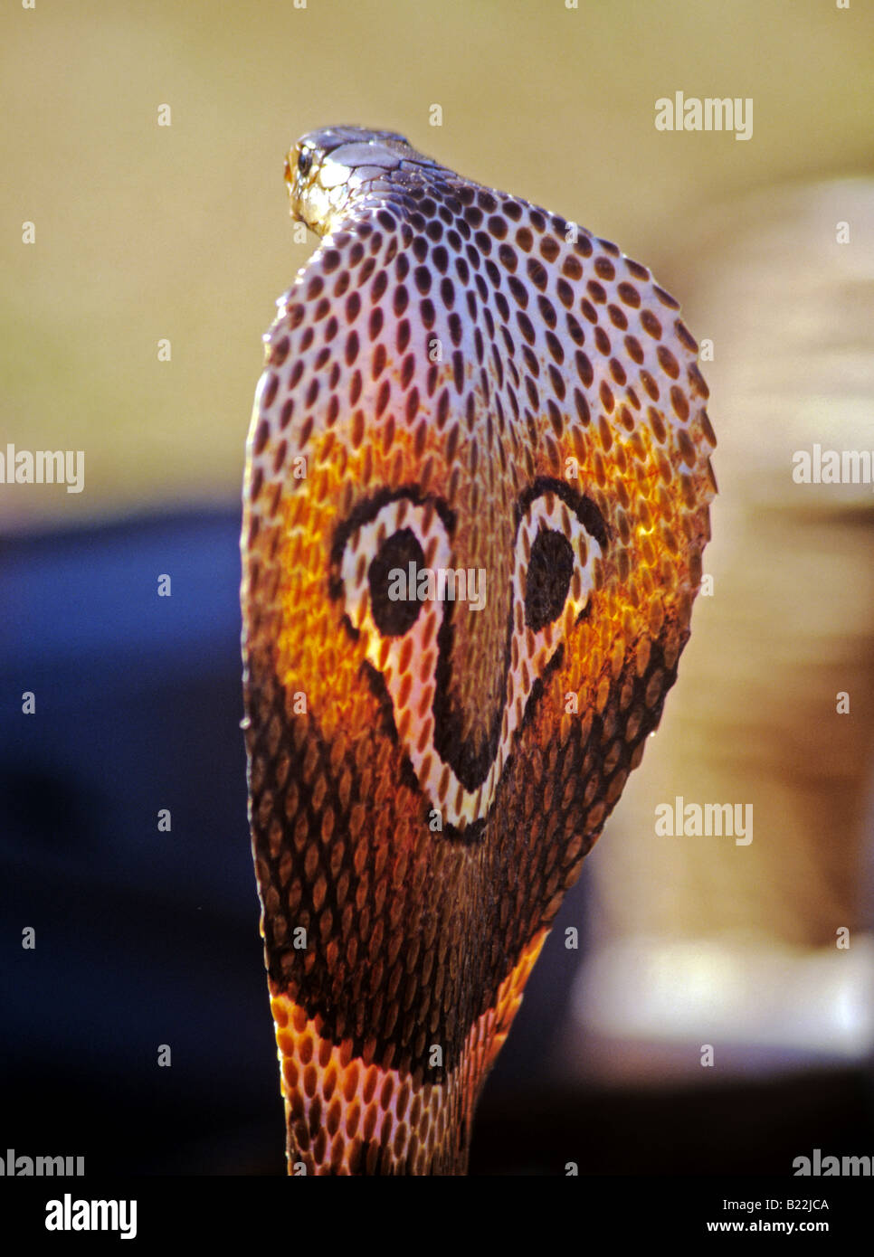 Hooded cobra hi-res stock photography and images - Alamy