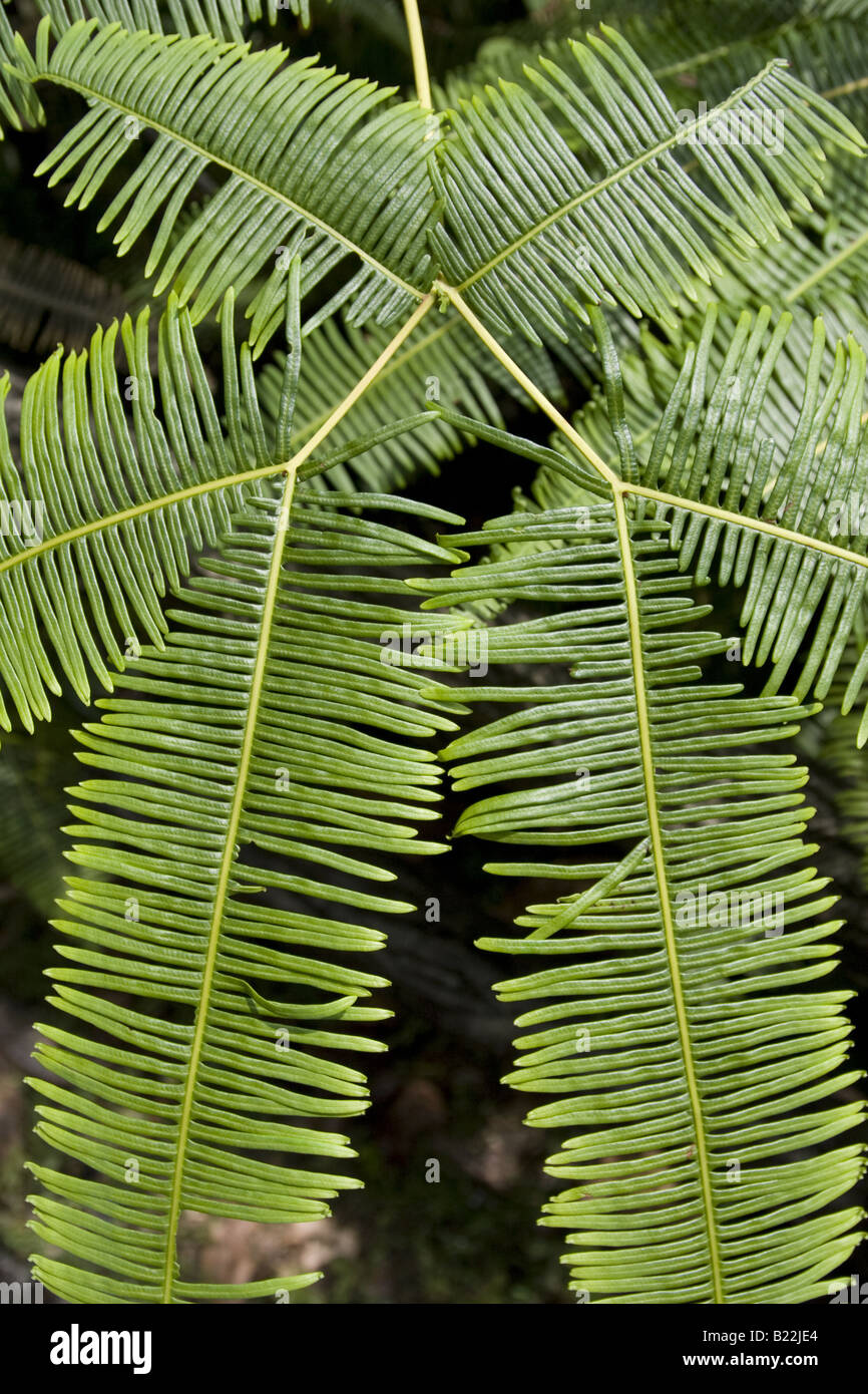 Fishbone fern hi-res stock photography and images - Alamy
