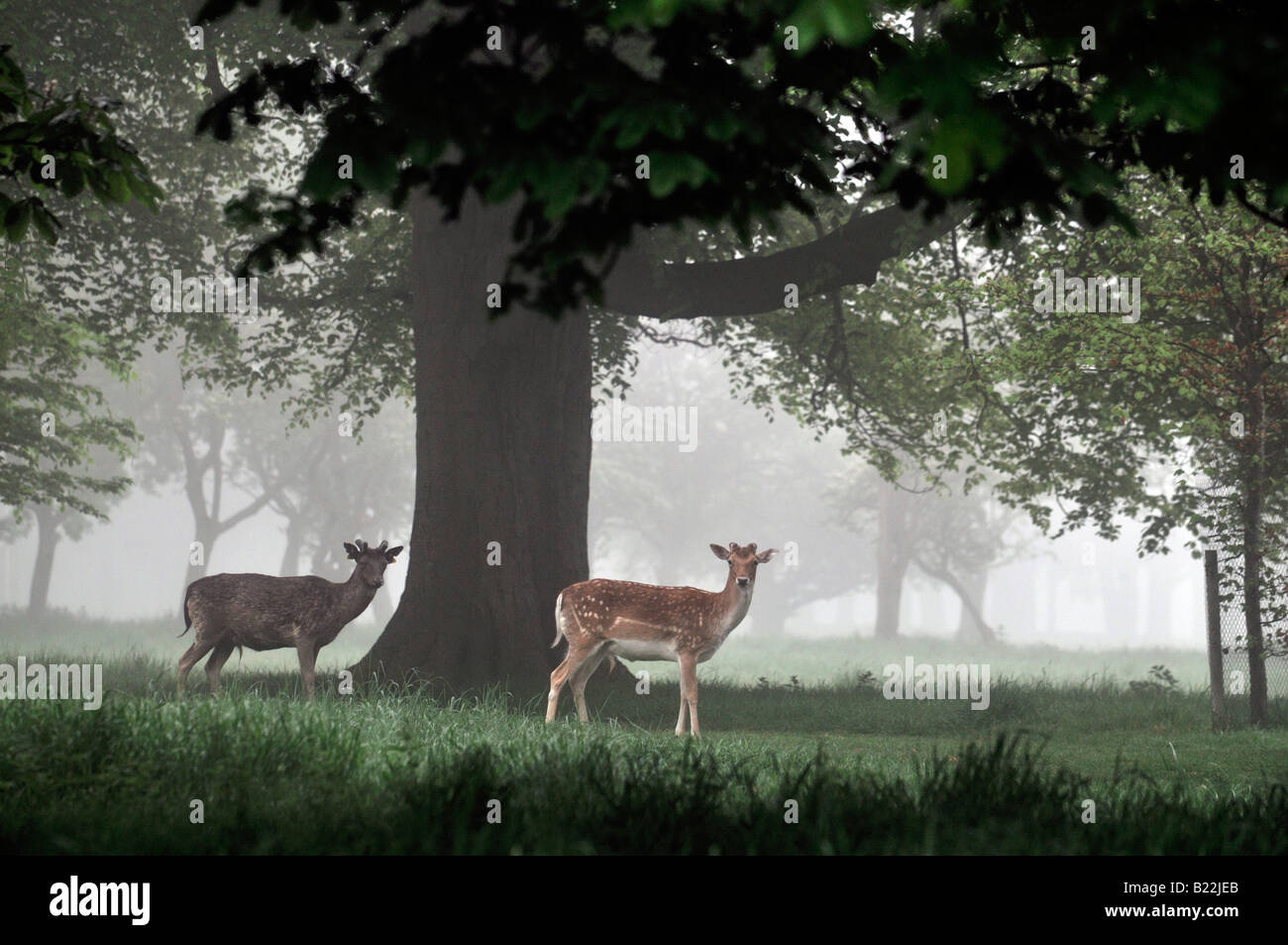 Deer under tree hi-res stock photography and images - Alamy