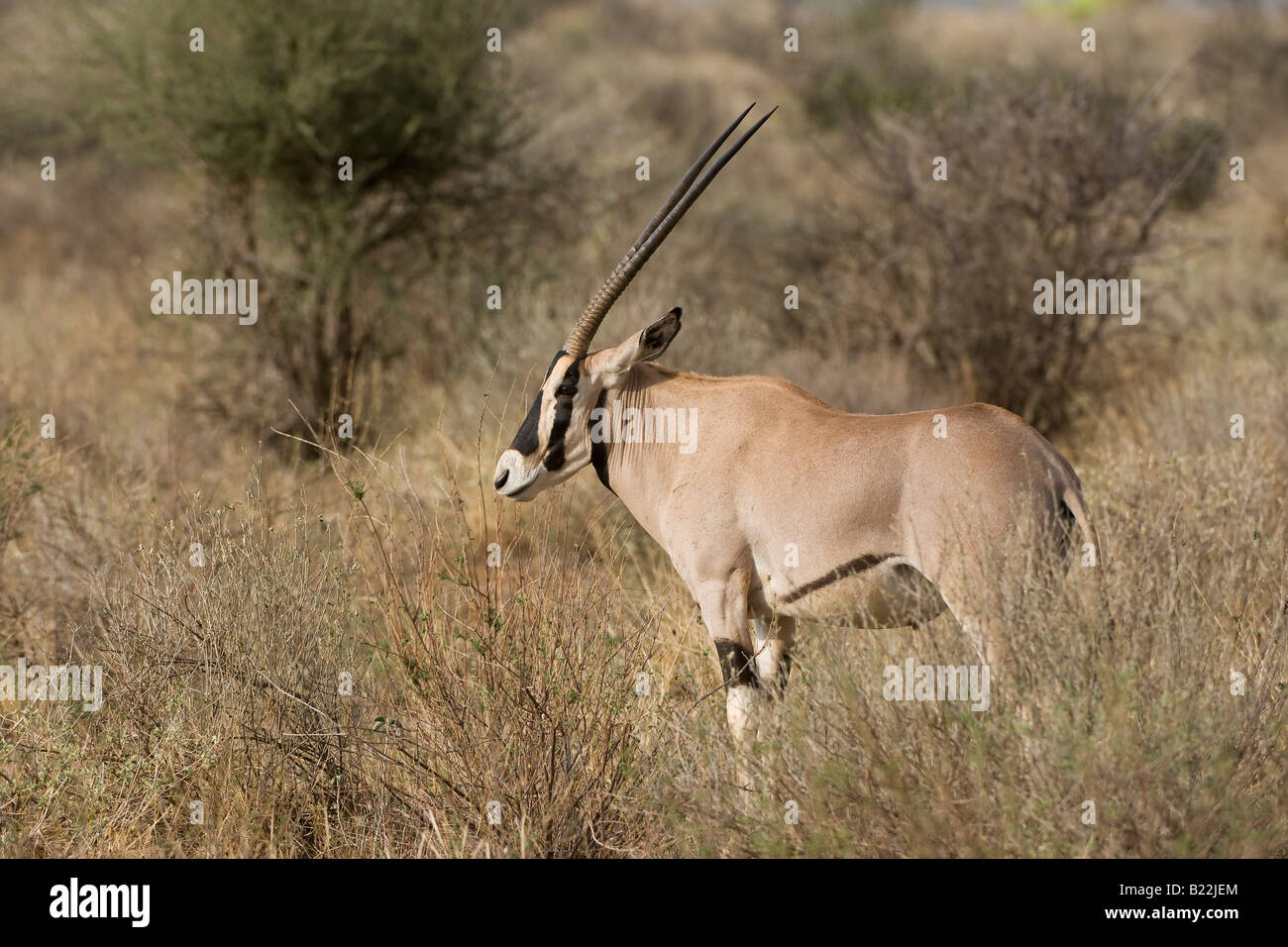 Fringe eared oryx hi-res stock photography and images - Alamy