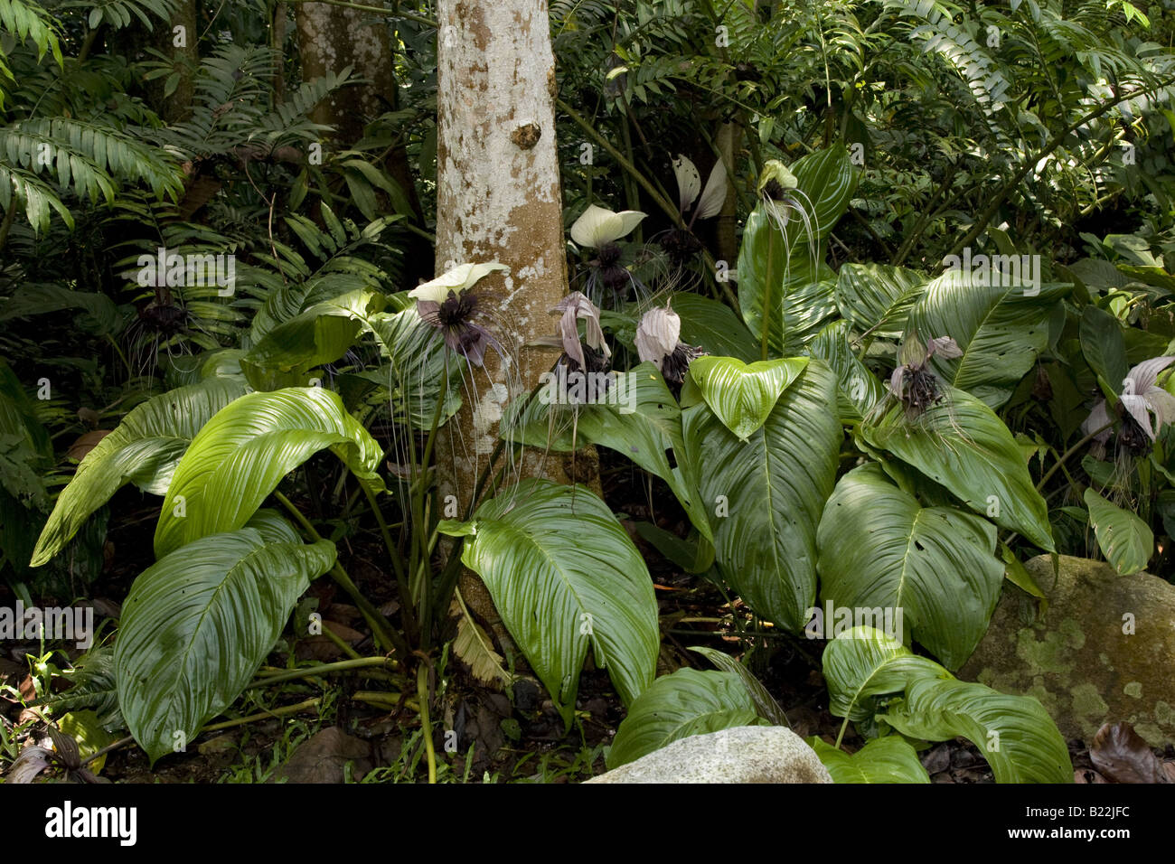 giant bat plant, tacca integrifolia growing in singapore Stock Photo ...
