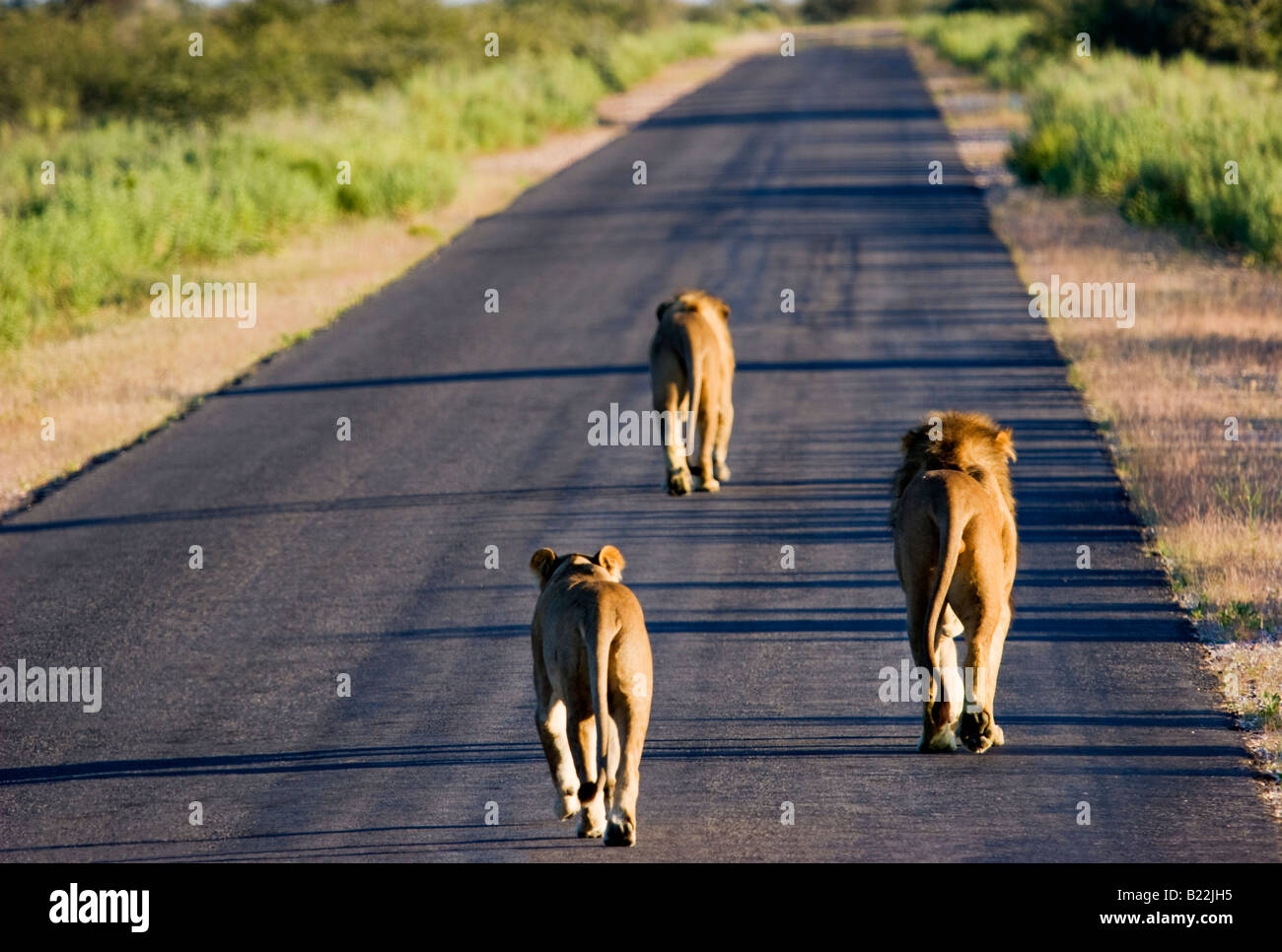 Three lions hi-res stock photography and images - Alamy