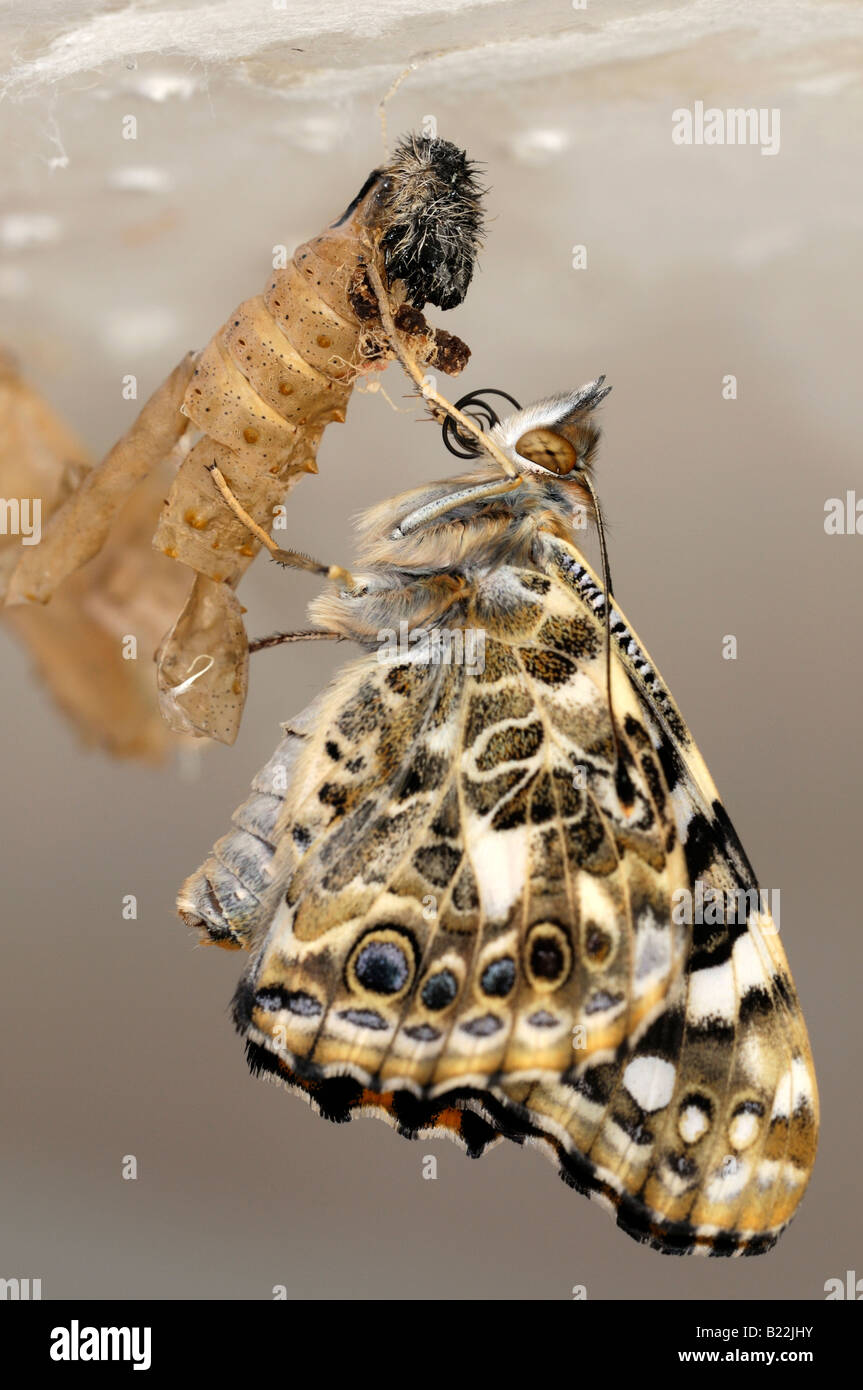 Hatching butterfly lifecycle hi-res stock photography and images - Alamy