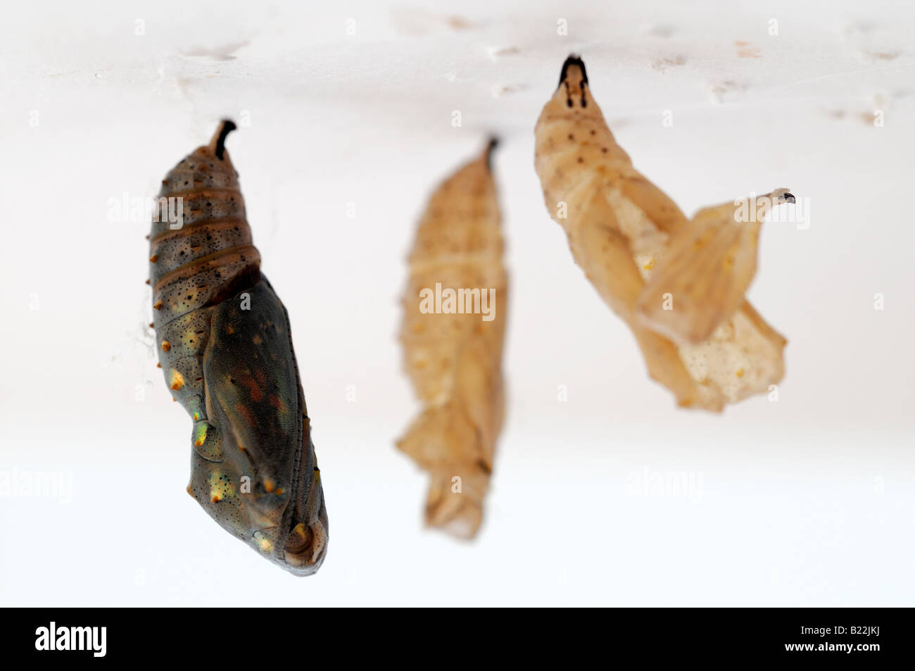 Hatching butterfly lifecycle hi-res stock photography and images - Alamy