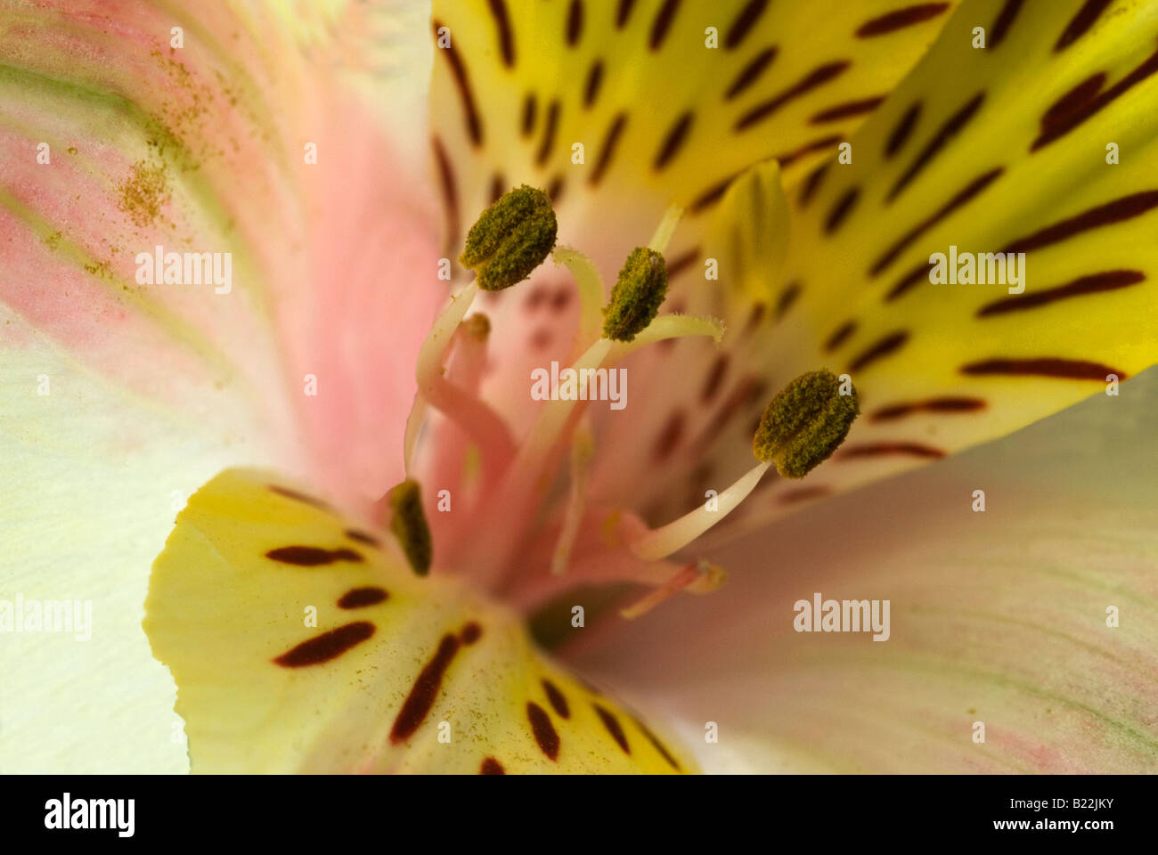 Peruvian Lily close up Stock Photo - Alamy