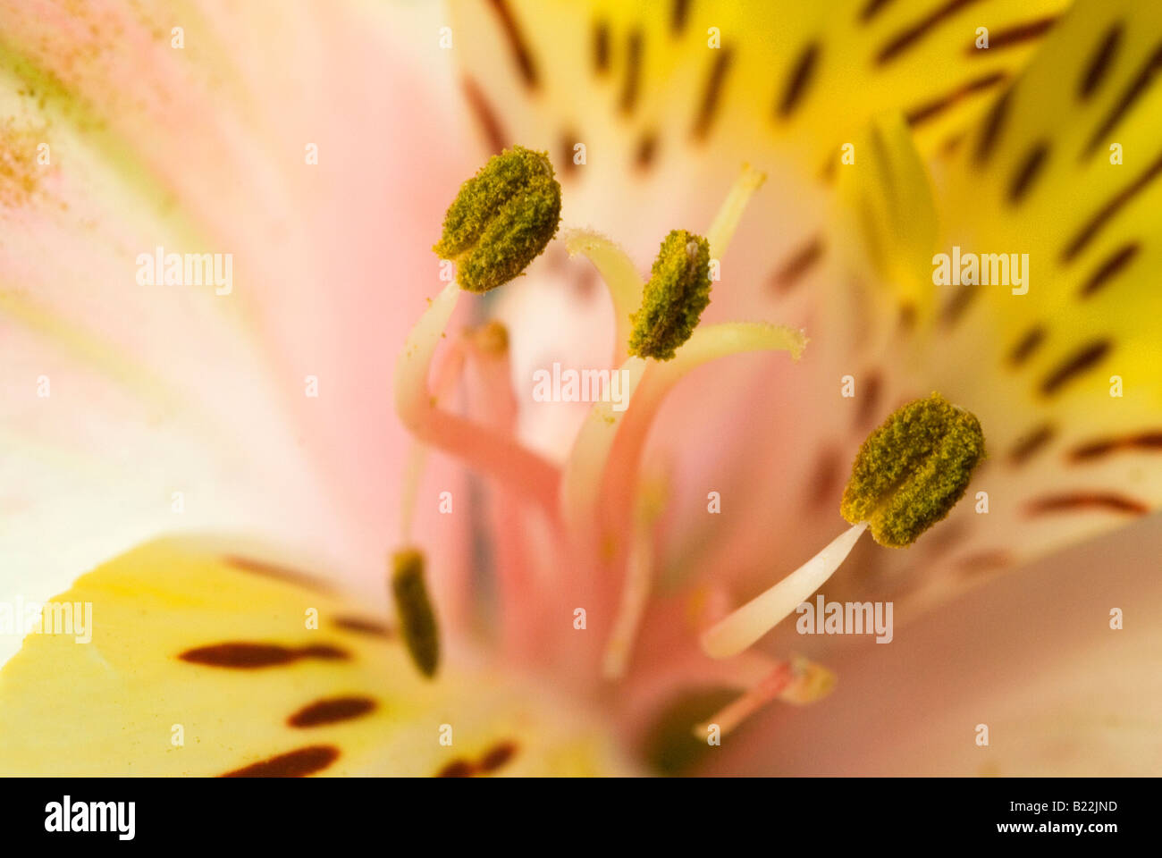 Peruvian Lily close up Stock Photo - Alamy