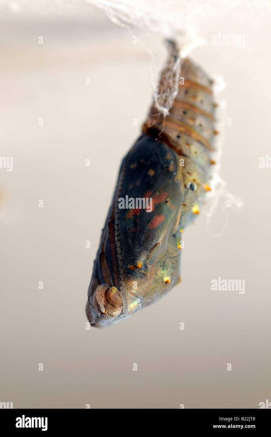 Single Painted Lady Butterfly Cynthia cardui pupa blank background ...