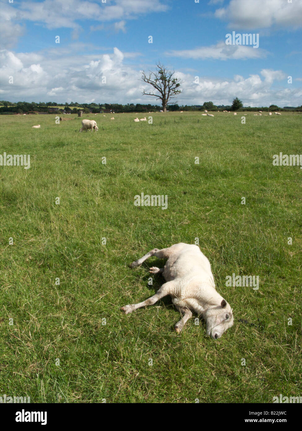 Sheep lying down in luscious green field, Stanton Drew, Somerset ...
