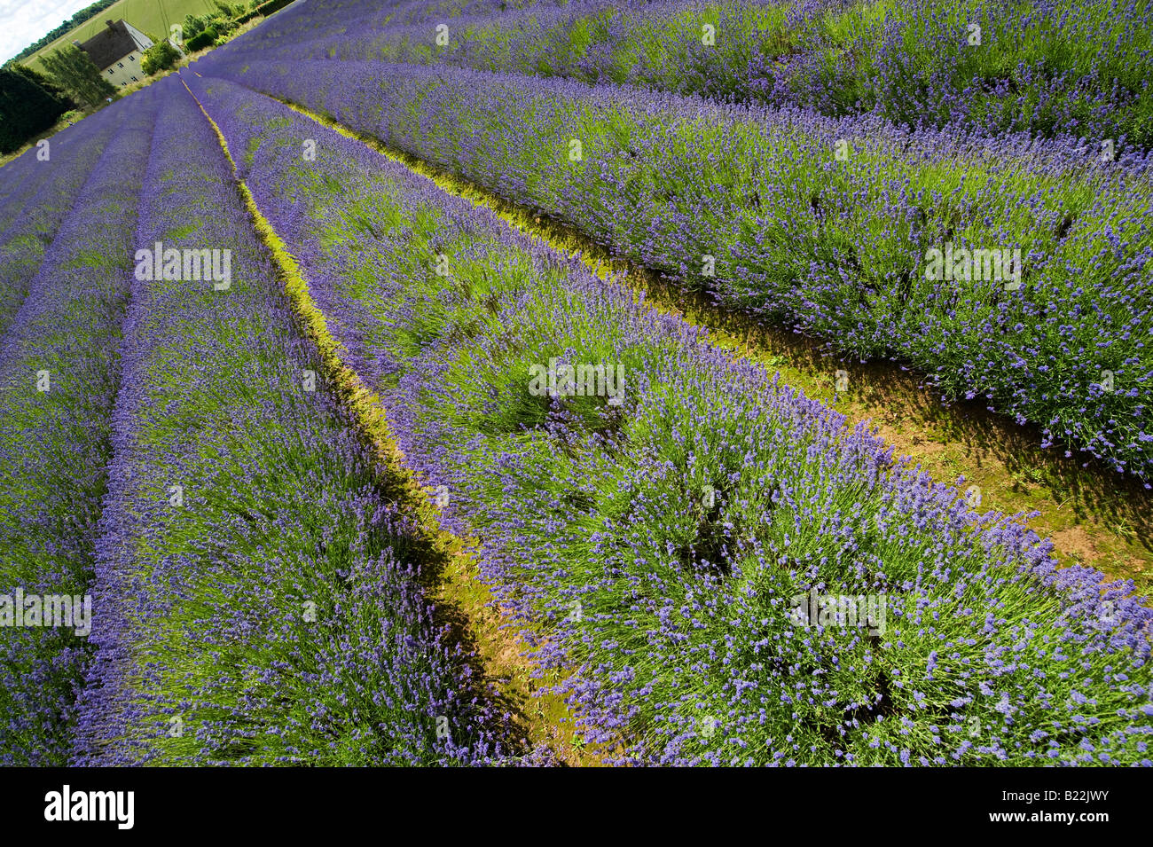 Lavender field lines abstract. Snowshill farm, Gloucestershire ...