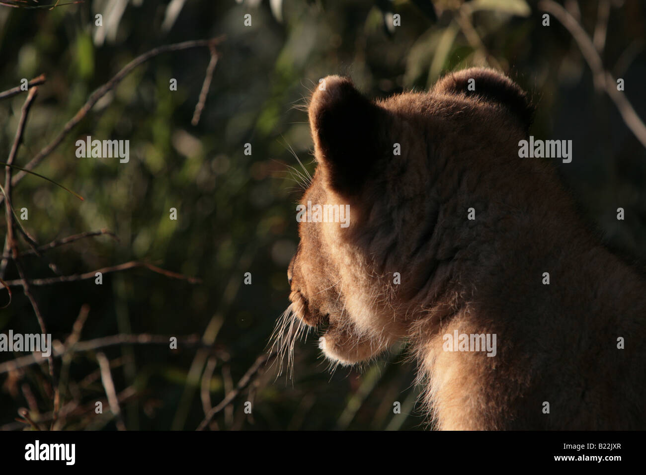 Pouncing lion hi-res stock photography and images - Alamy
