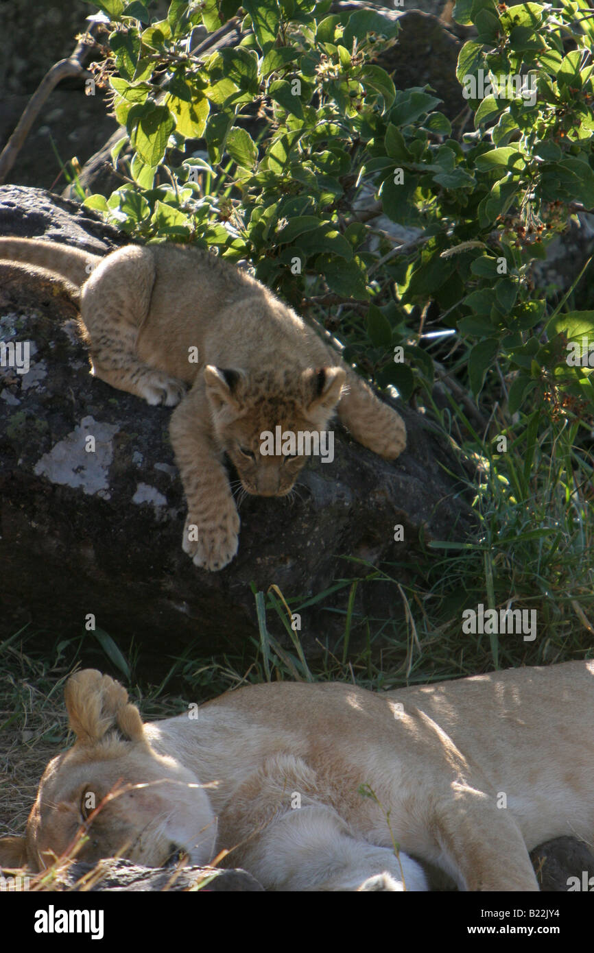 Pouncing lion hi-res stock photography and images - Alamy