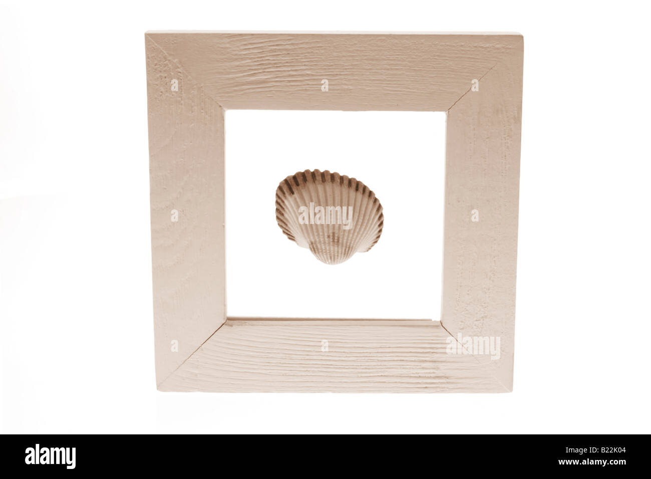 Cockle shell ornament hi-res stock photography and images - Alamy