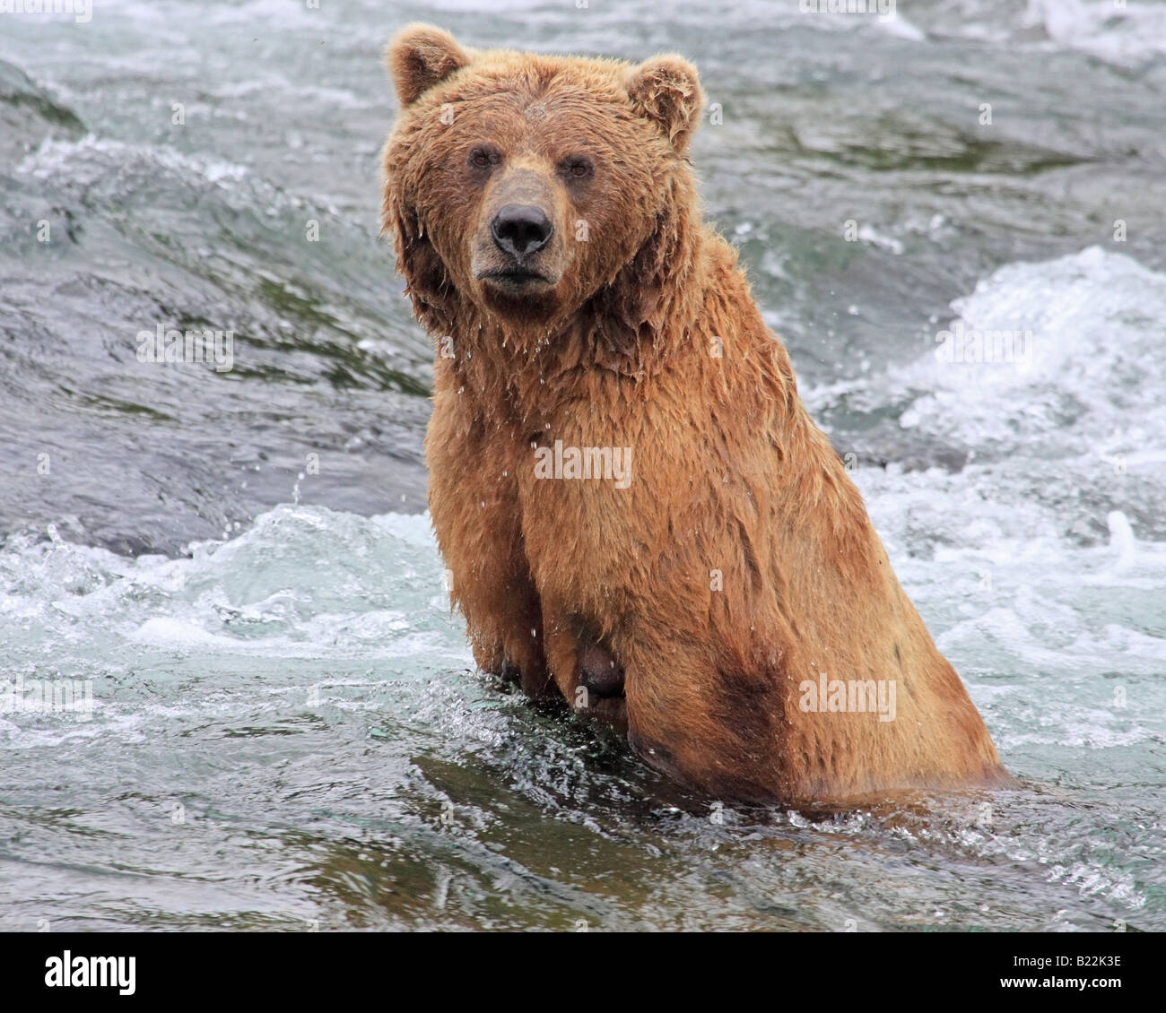 Bear camp river hi-res stock photography and images - Alamy