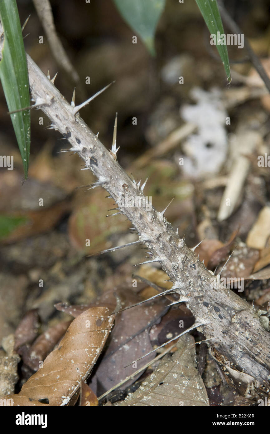sharp plant in the jungle Stock Photo - Alamy