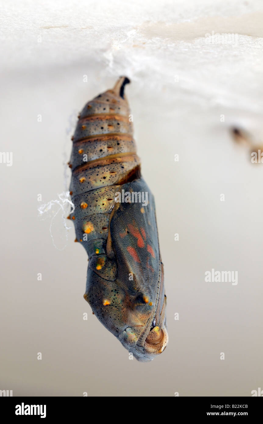 Painted Lady Butterfly Chrysalis Formation