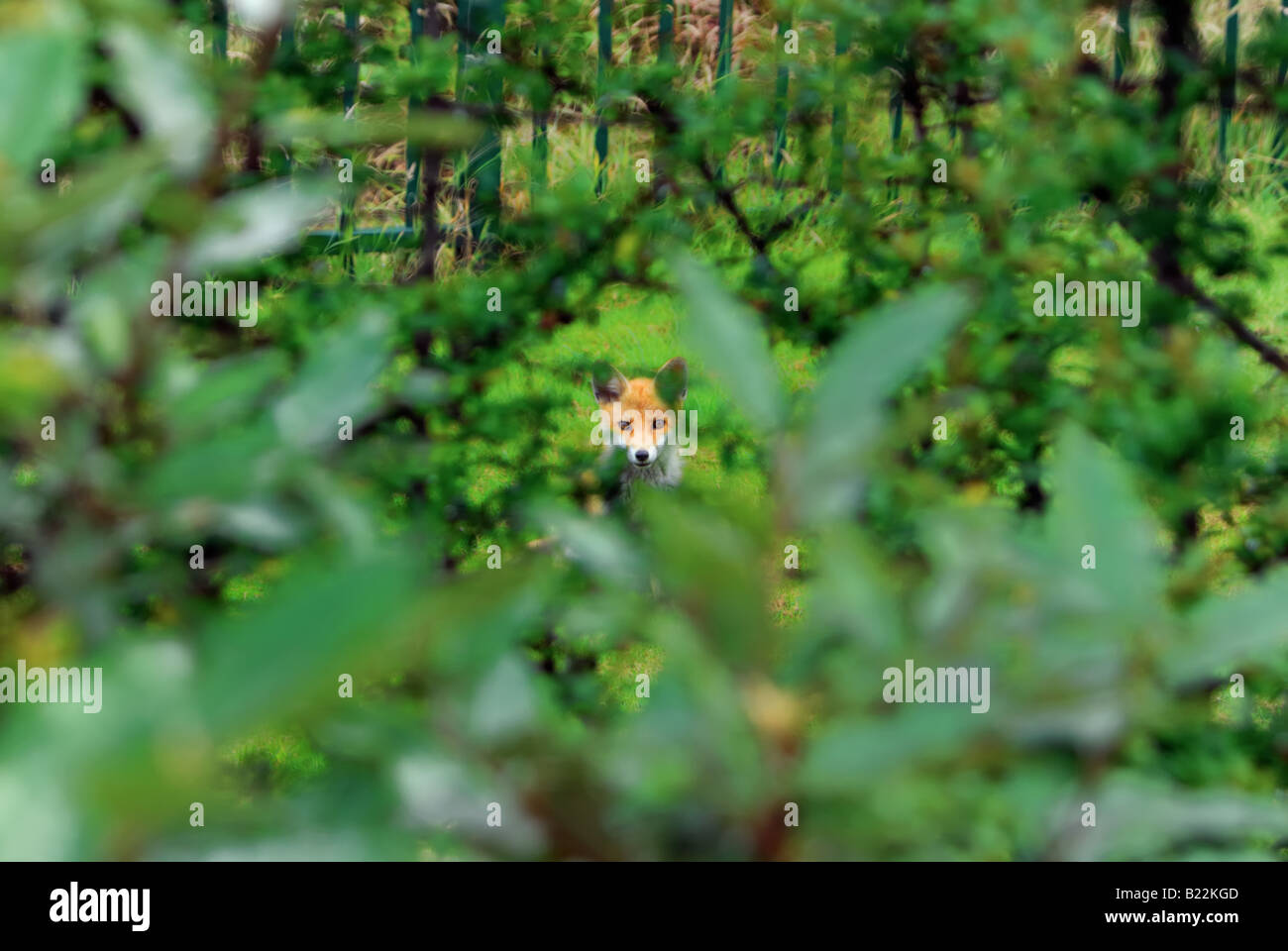 English wildlife hi-res stock photography and images - Alamy