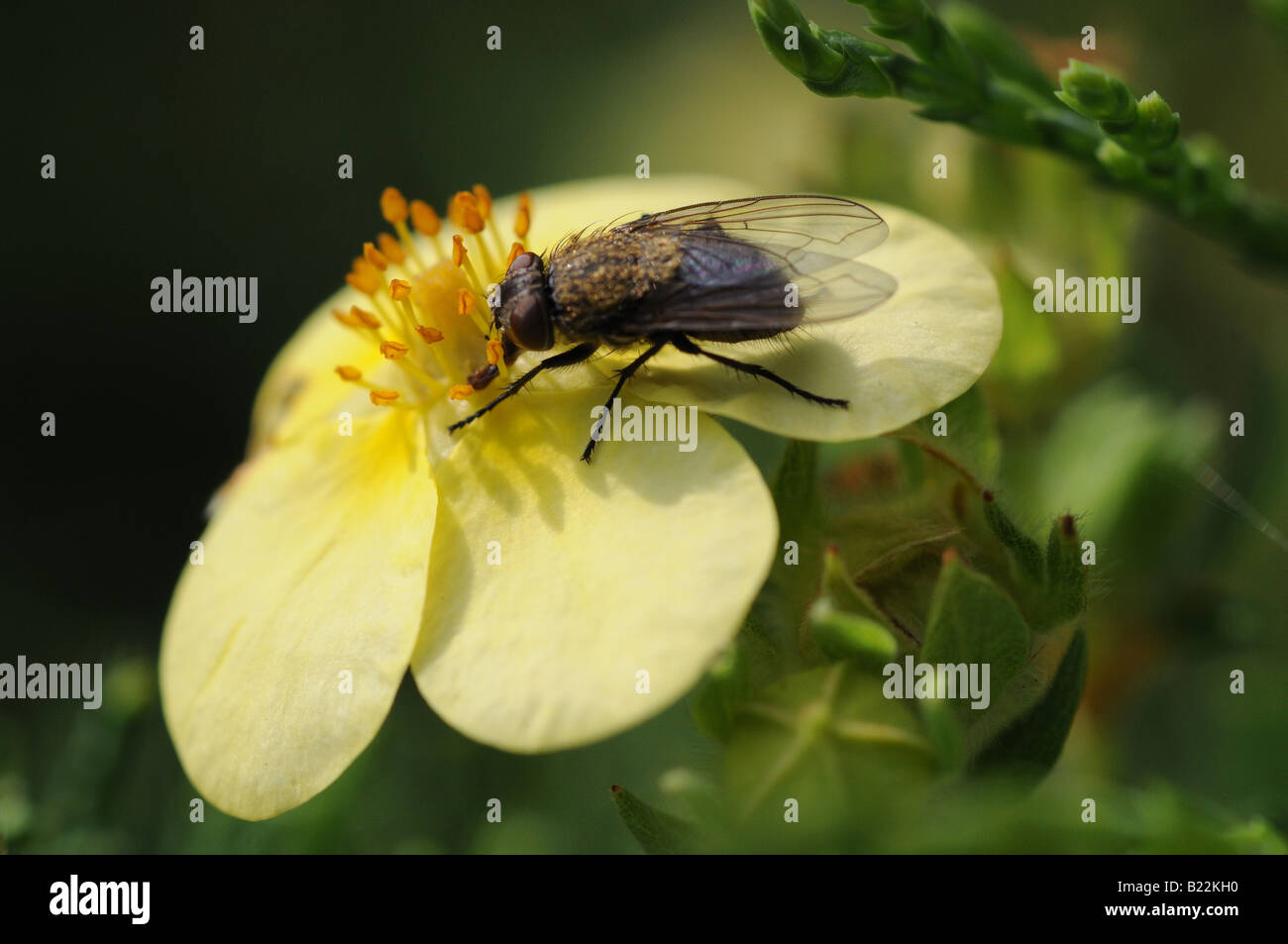 Ovary and ovule of flower hi-res stock photography and images - Alamy