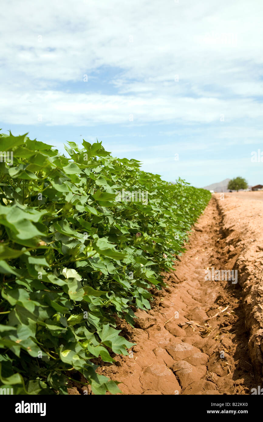 Arizona cotton harvest hi-res stock photography and images - Alamy
