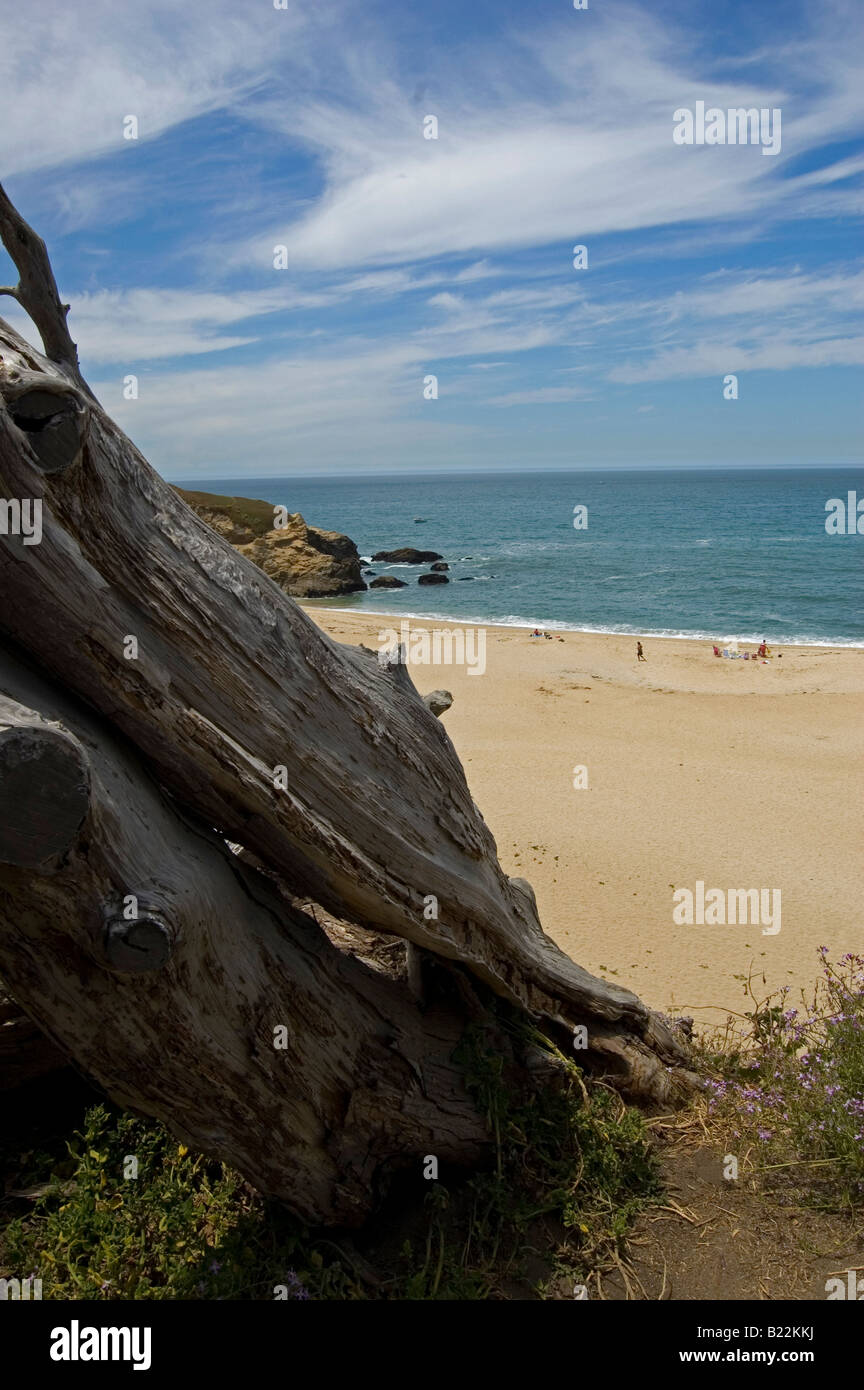 Log wood on beach Cut Out Stock Images & Pictures - Alamy