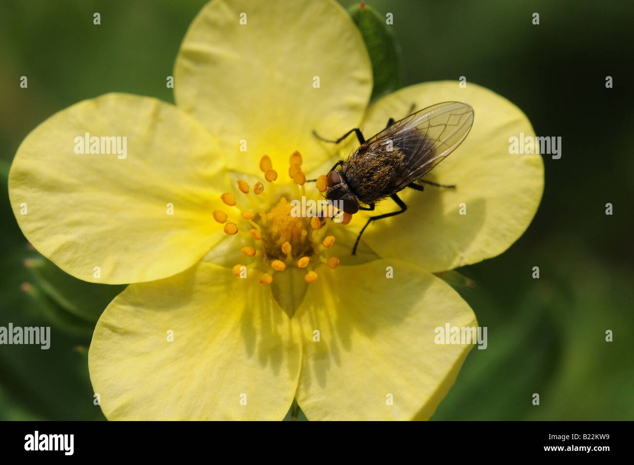 Plan with flower hi-res stock photography and images - Alamy