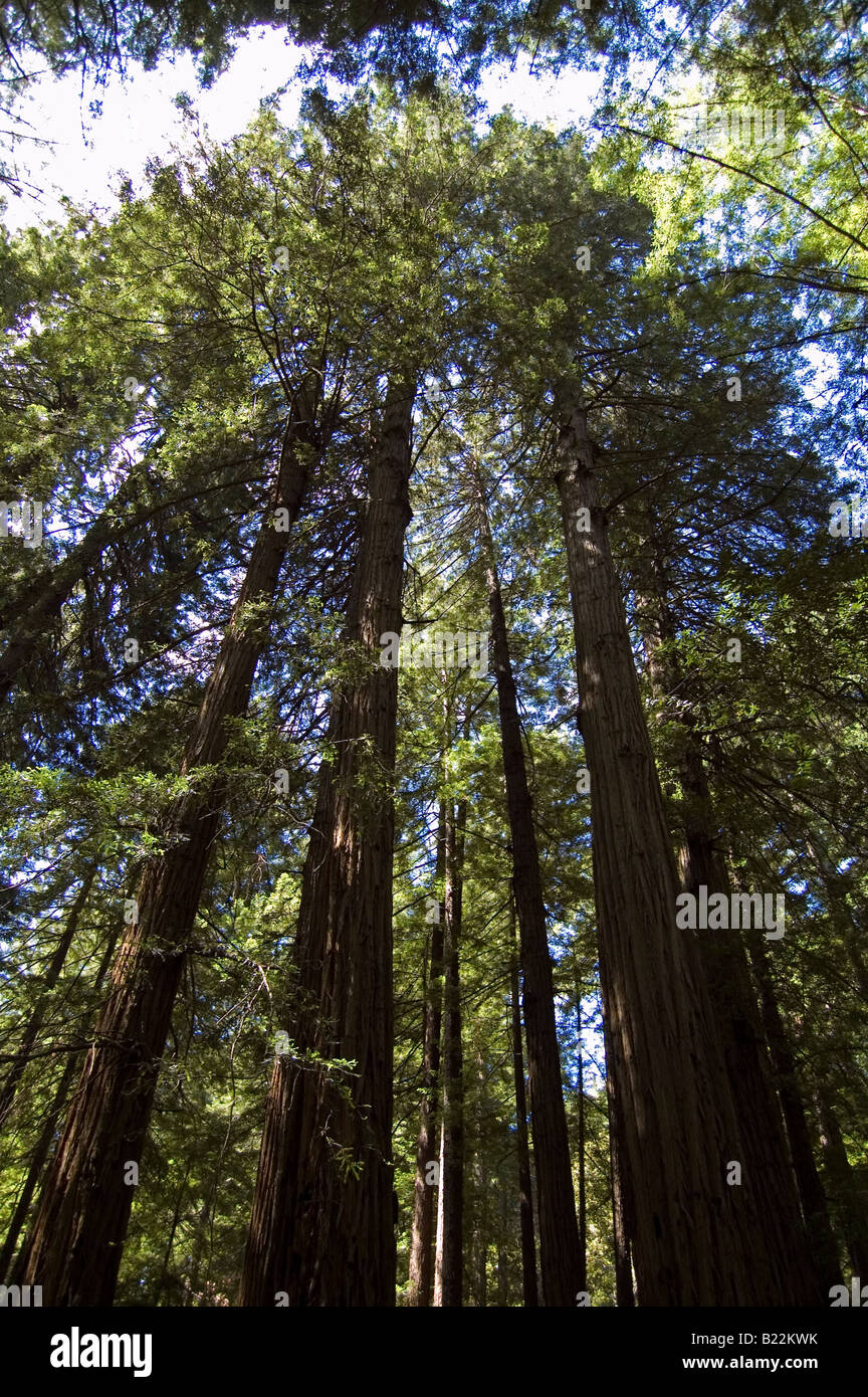 Towering Redwoods in California Stock Photo - Alamy