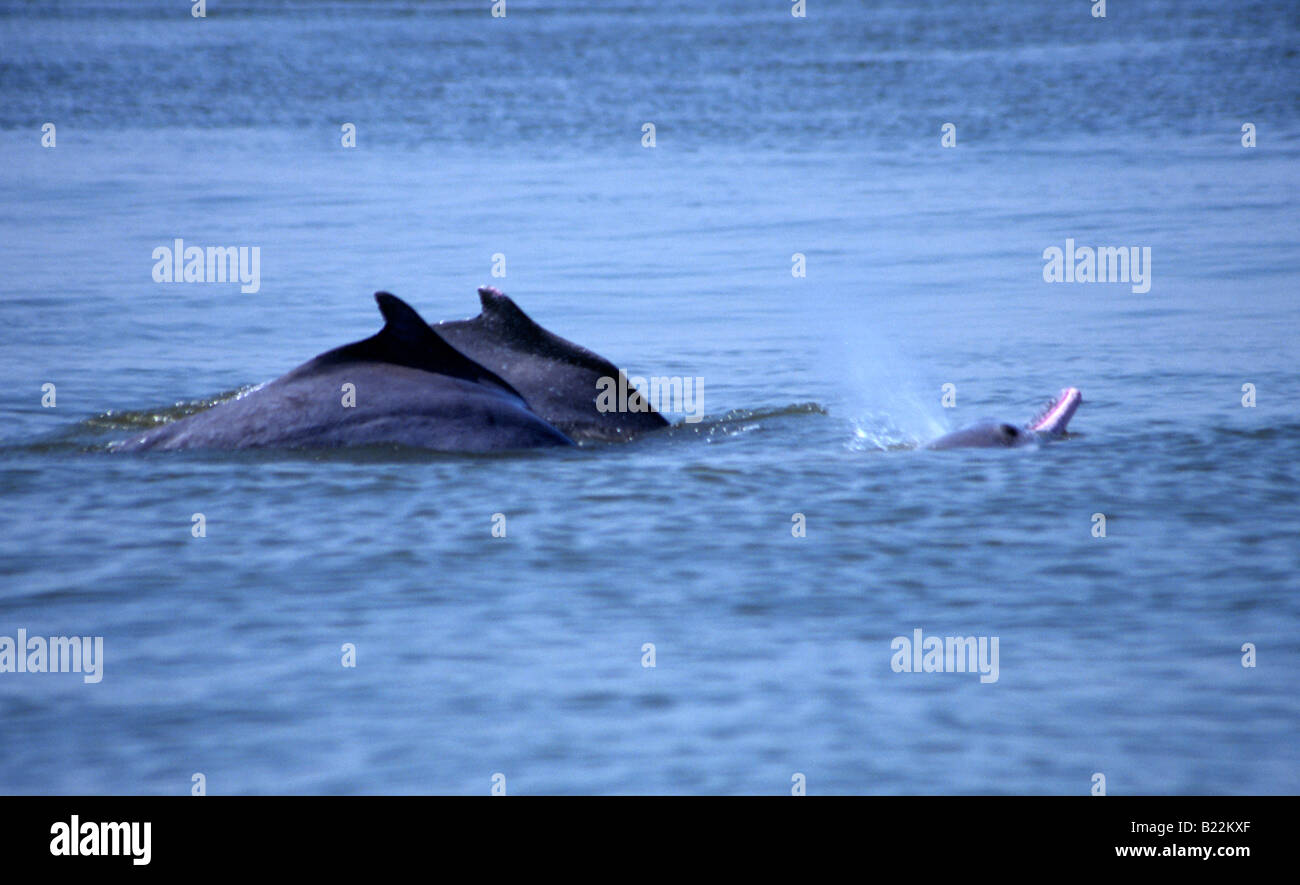 Dolphin india hi-res stock photography and images - Alamy