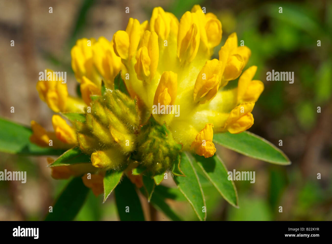 Alpine Kidney Vetch ( anthyllis vulneraria ) - Brenese Alps ...
