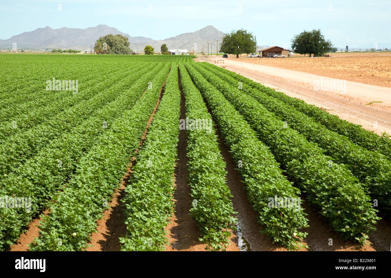 Green cotton rows Stock Photo - Alamy