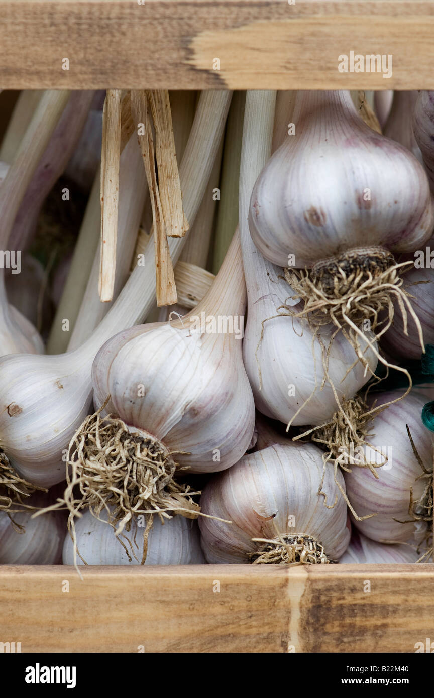 Allium sativum. Garlic bulbs Stock Photo - Alamy