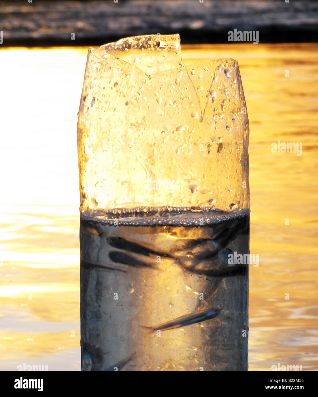 fish in a bottle Stock Photo - Alamy