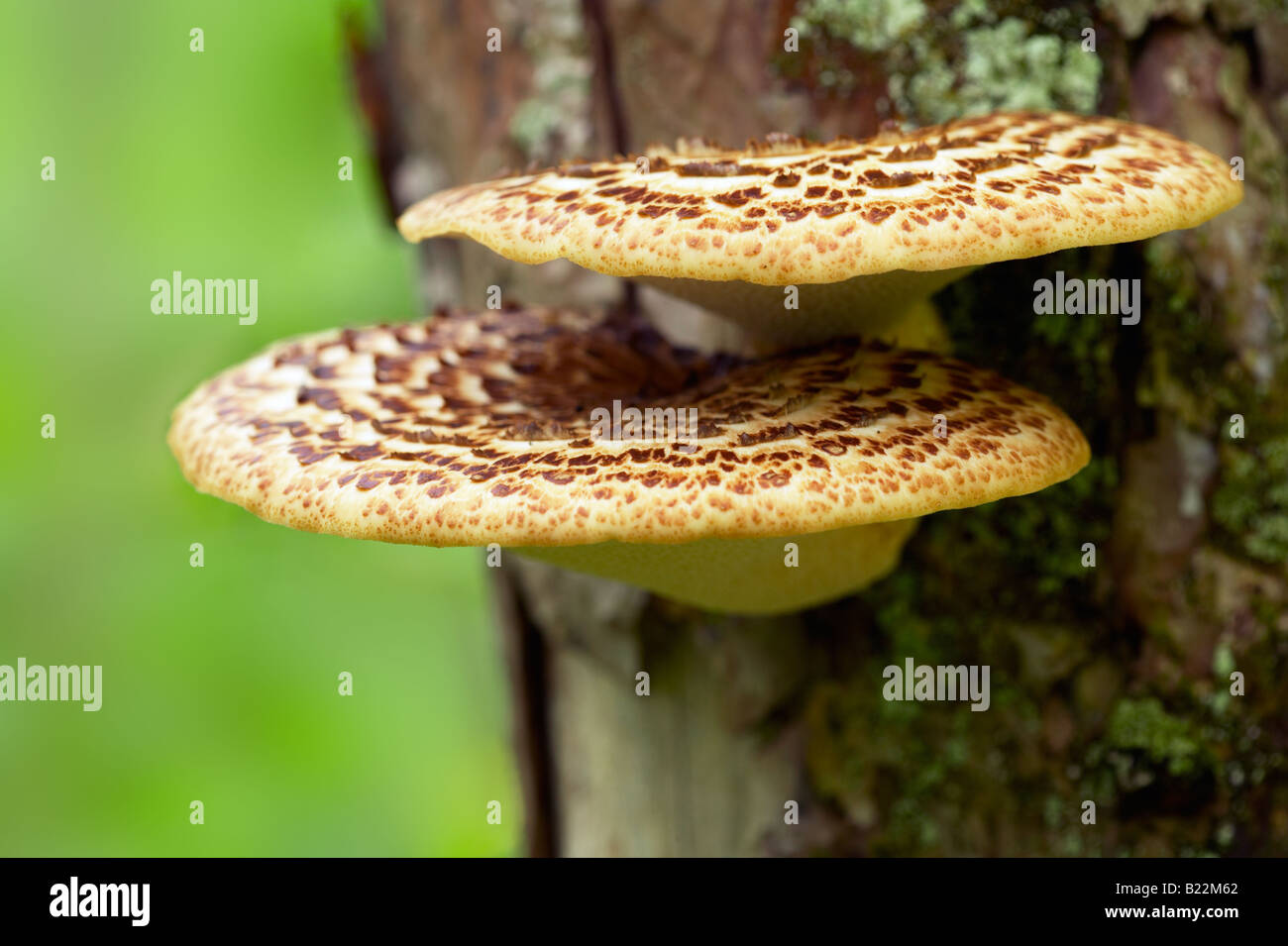 Close up of a pair of mushrooms growing on a live tree in the forest ...